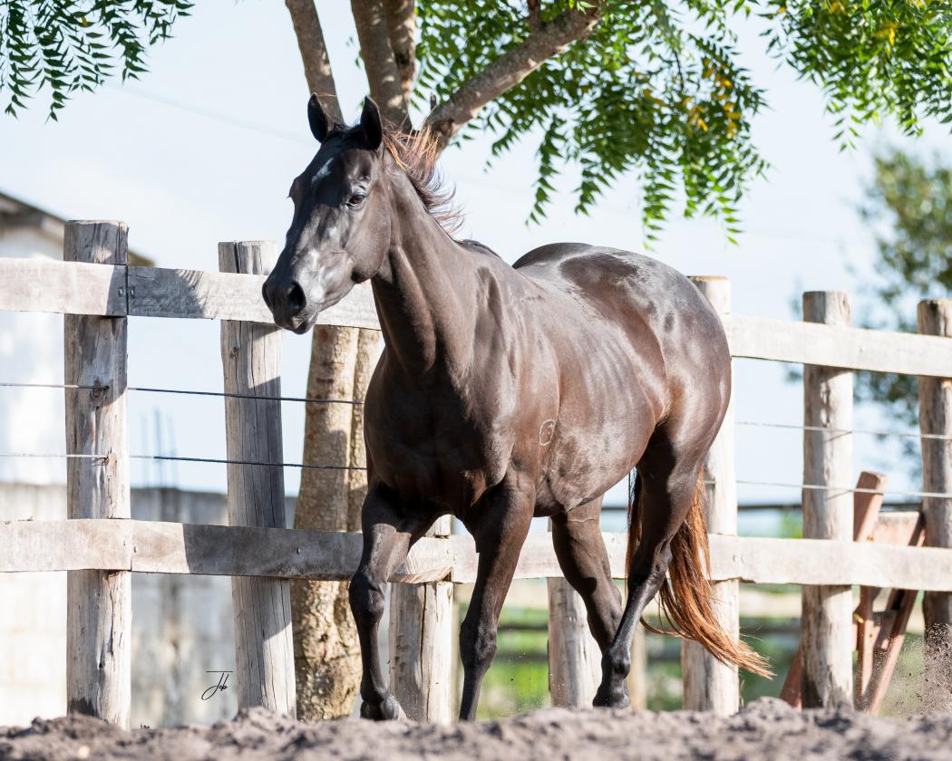 Criar leilões Online - Detalhes DOWN BRYAN FLY