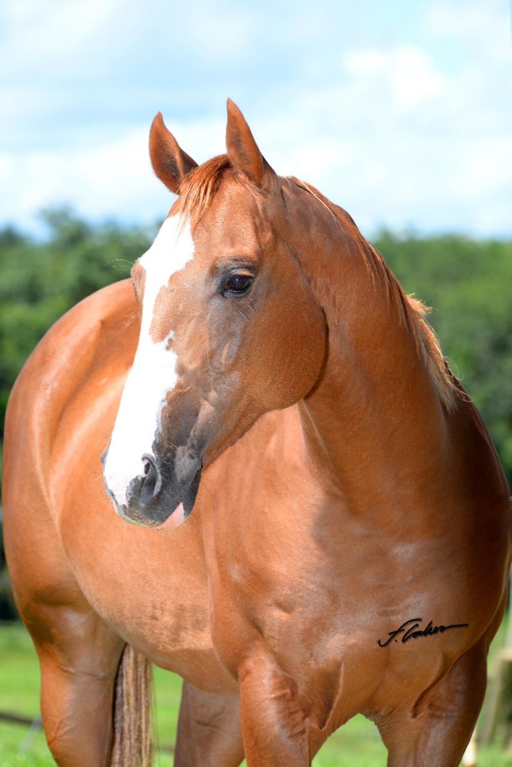 Criar leilões Online - Detalhes SWEET SHADY FLY IMP