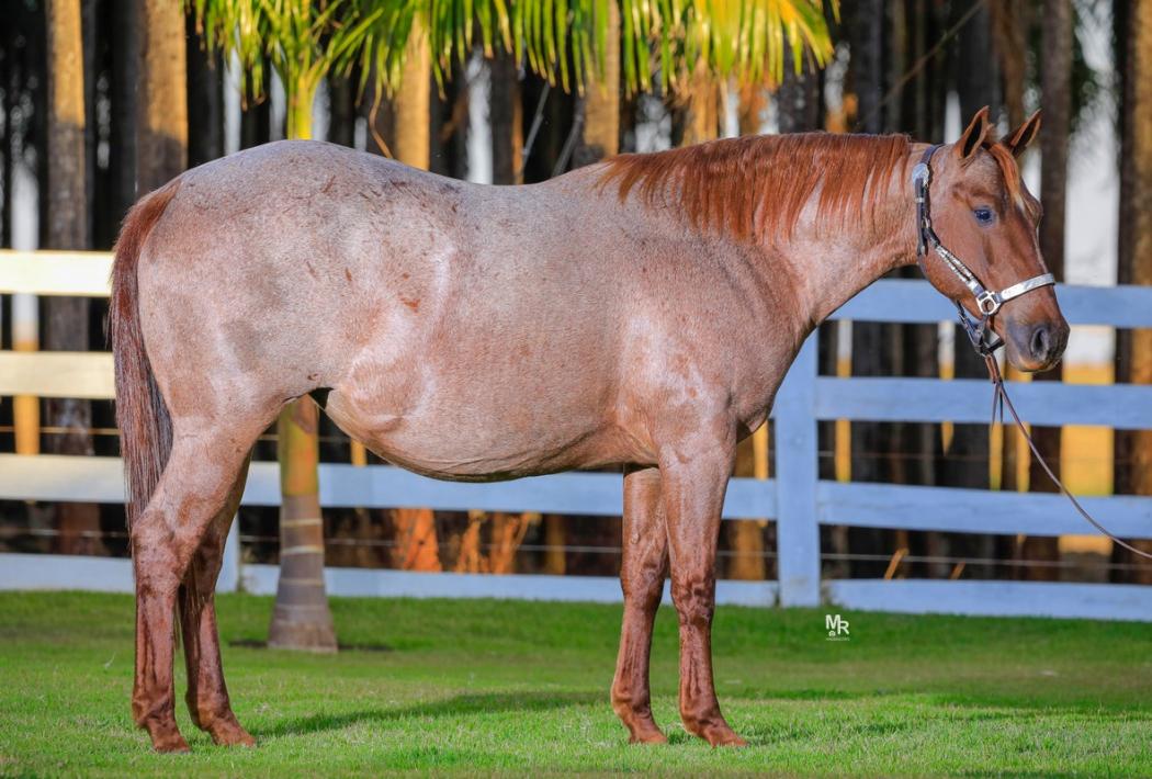 Criar leilões Online - Detalhes NEVADA JAY BOON FLB