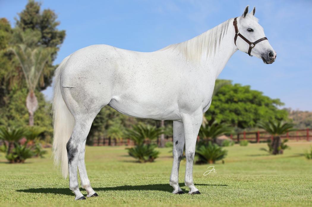 Criar leilões Online - Detalhes ZUNA SHAKE FLY SZ