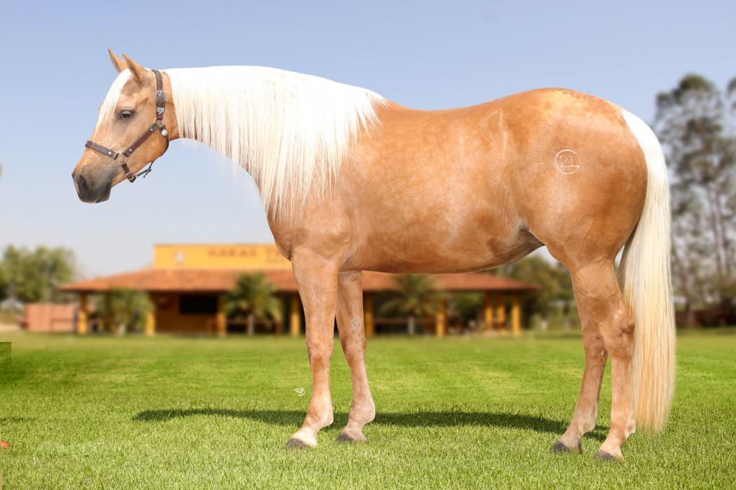 Criar leilões Online - Detalhes SHINE STEPP ANDY