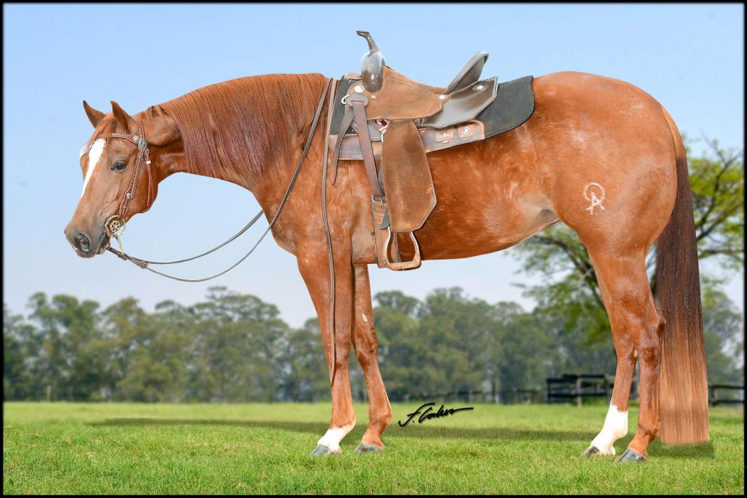 Criar leilões Online - Detalhes CAT LADY BLUE