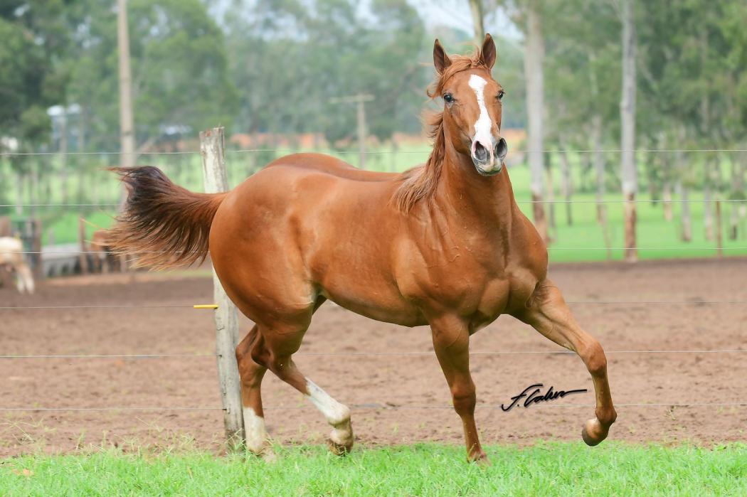 Criar leilões Online - Detalhes WELCH CATT