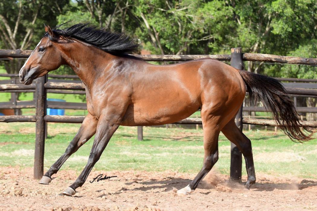 Criar leilões Online - Detalhes BABYFLO SIX FLY HCO