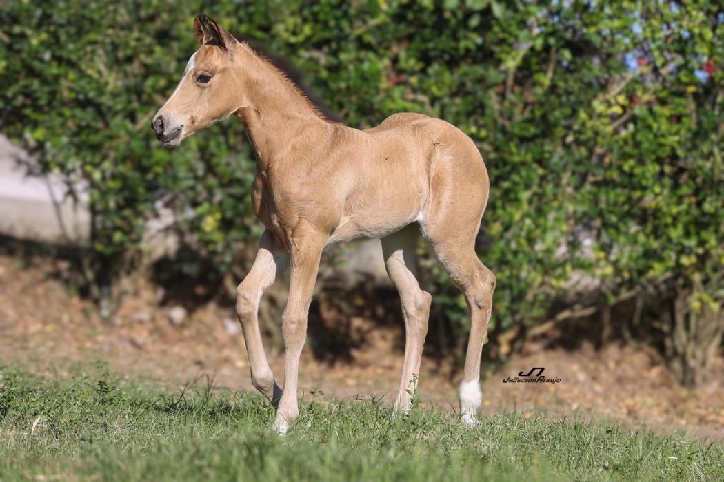 Criar leilões Online - Detalhes NN WIMPYS LITTLE STEP x SHINEY PONY