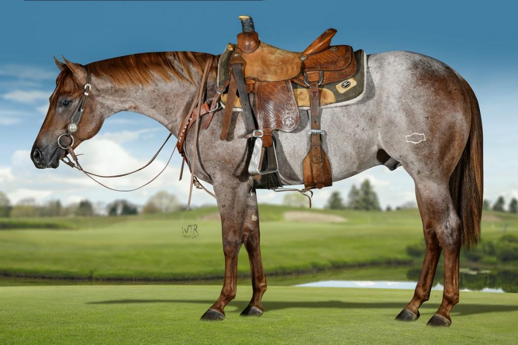 Criar leilões Online - Detalhes CAT RED KIND SWR