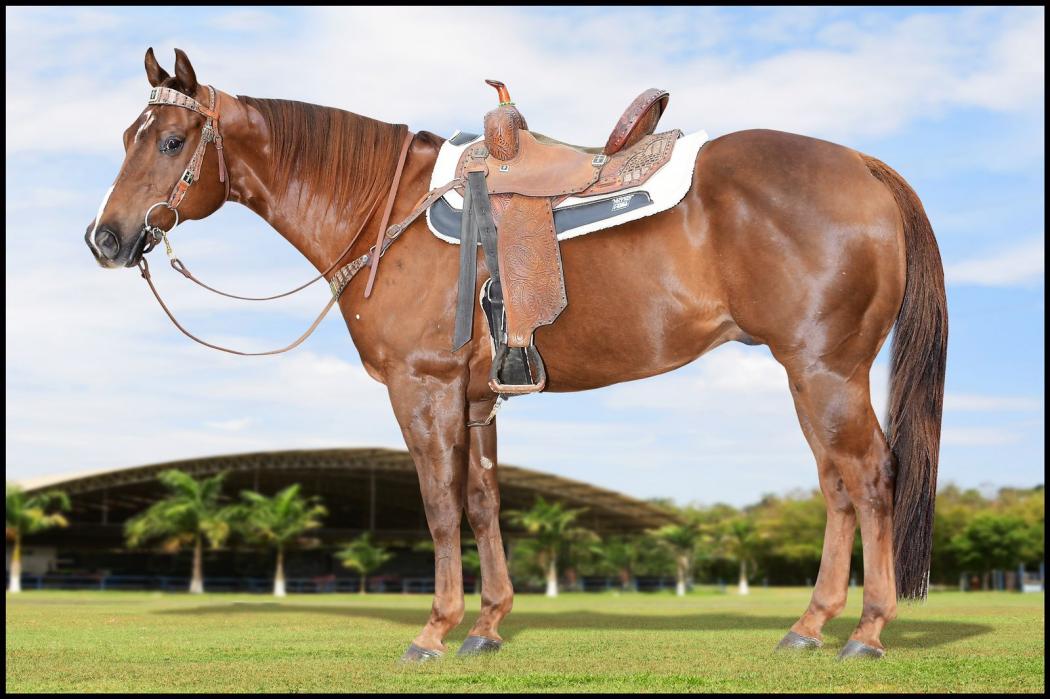 Criar leilões Online - Detalhes FAST VICTORY ZZ