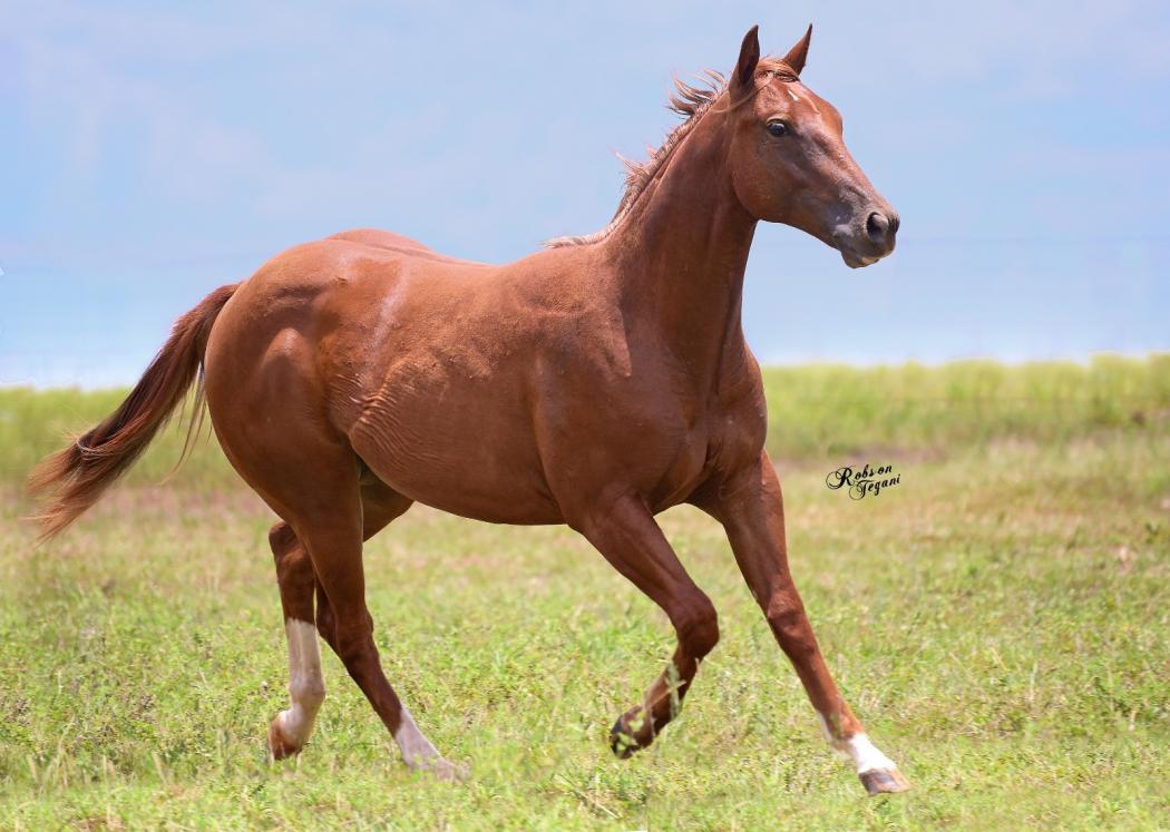 Criar leilões Online - Detalhes THUNDERDOME