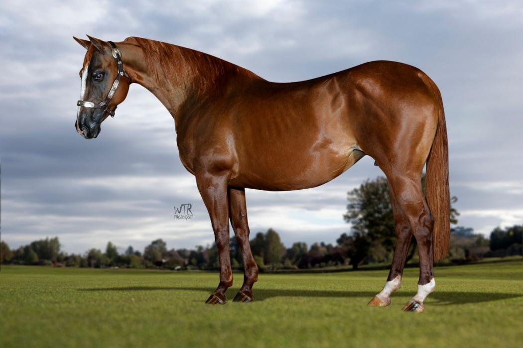 Criar leilões Online - Detalhes DUAL BOONSMAL-SOMENTE REPRODUÇÃO