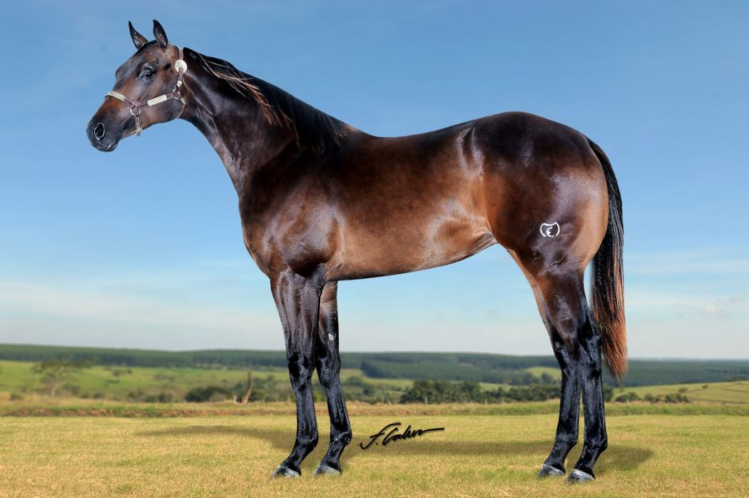 Criar leilões Online - Detalhes MOOSE VICTORY EM