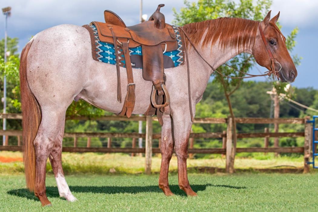 Criar leilões Online - Detalhes METALLIC CD FRECKLES