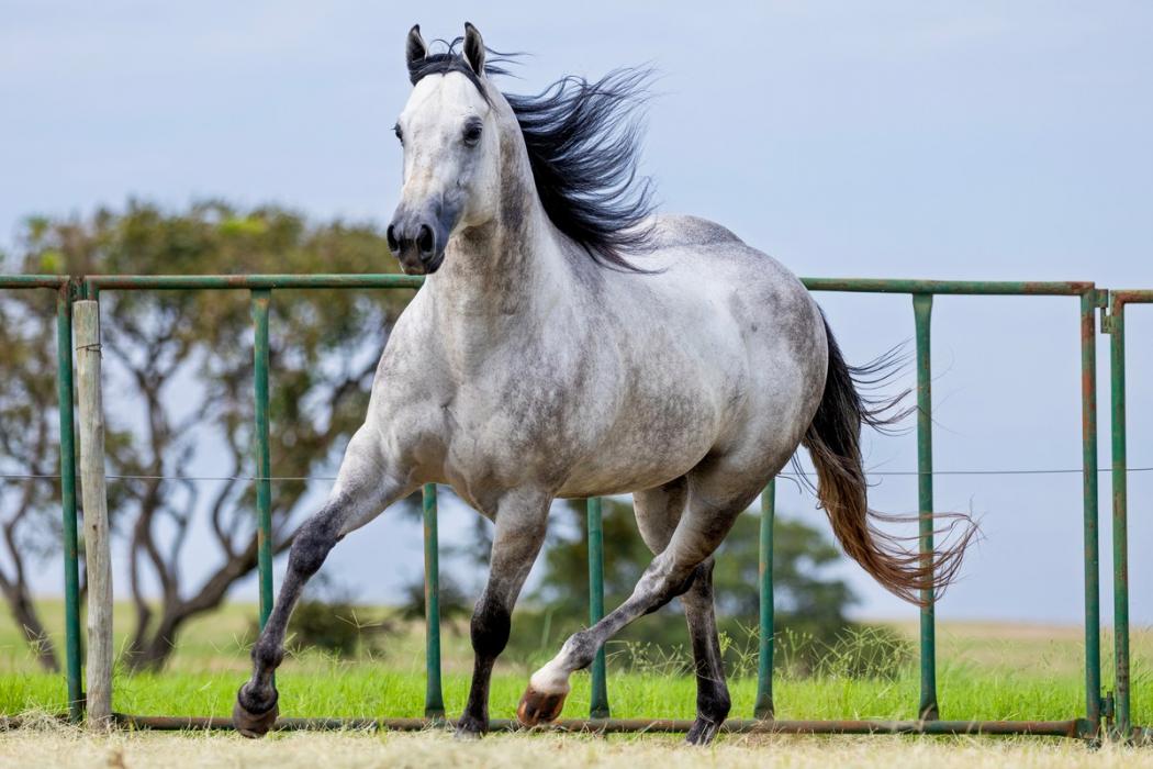 Criar leilões Online - Detalhes Fast Man Shady