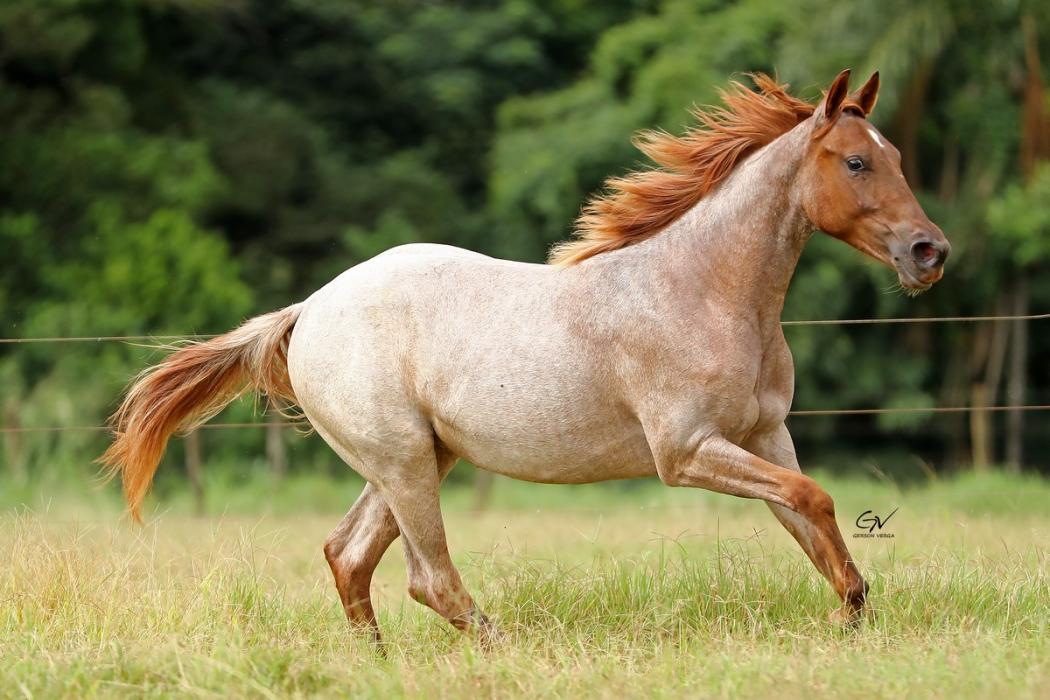 Criar leilões Online - Detalhes Little Blue Cat LOA