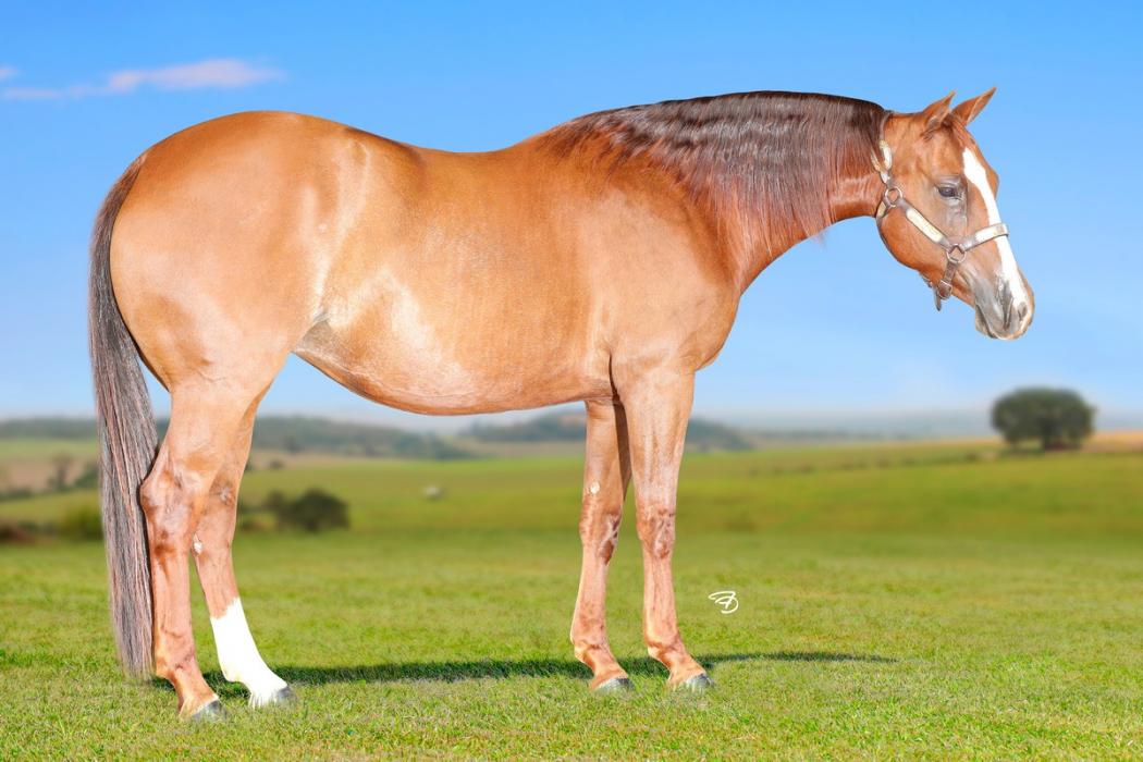 Criar leilões Online - Detalhes Autumn Cat 5E