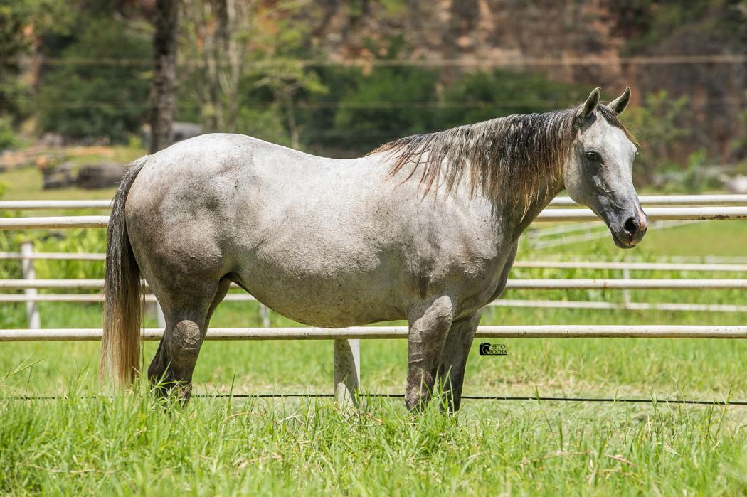 Criar leilões Online - Detalhes PEPPERS MAN