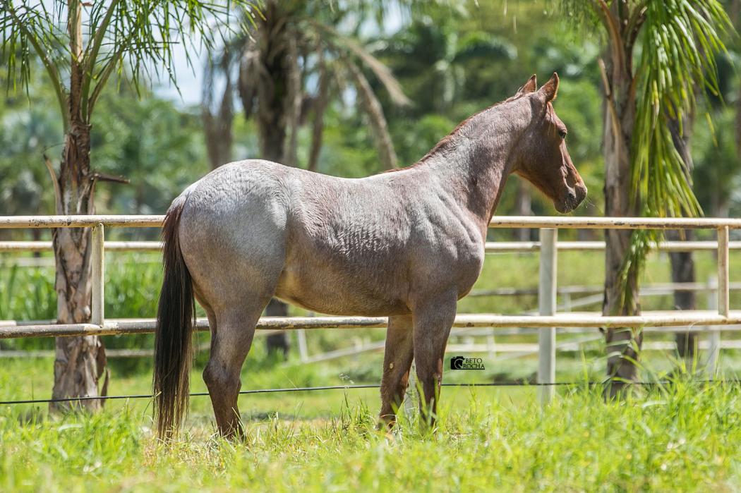 Criar leilões Online - Detalhes Bet Cat Gray 55