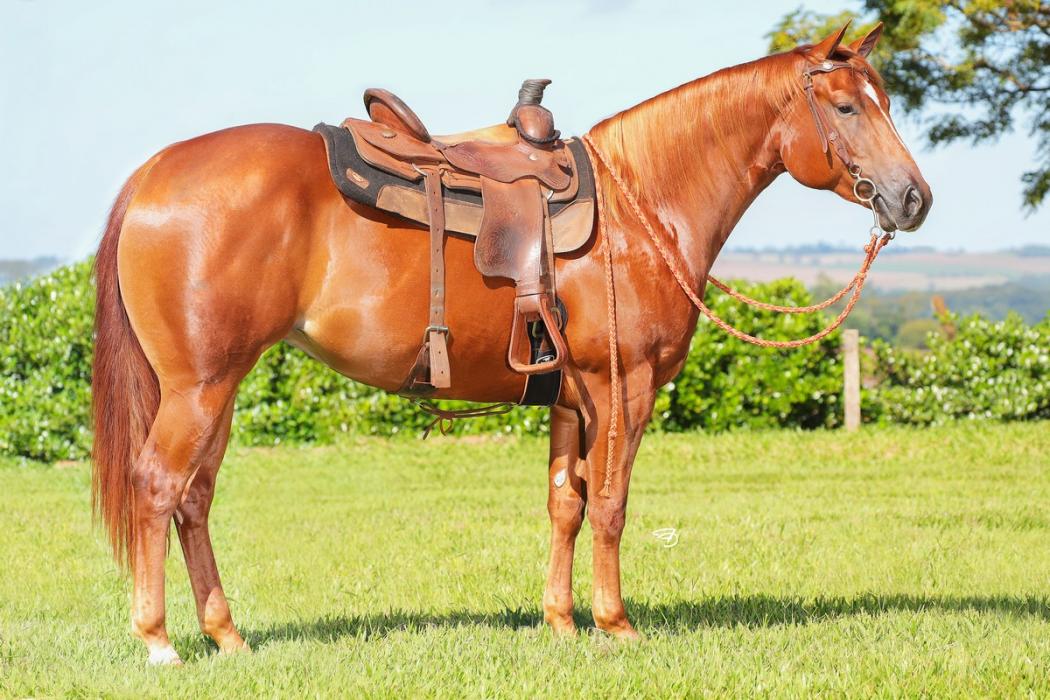 Criar leilões Online - Detalhes PACE LETTERS UNIFIL