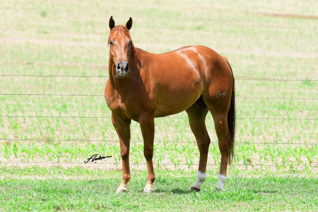 Criar leilões Online - Detalhes GRANFINA PERKS GEO