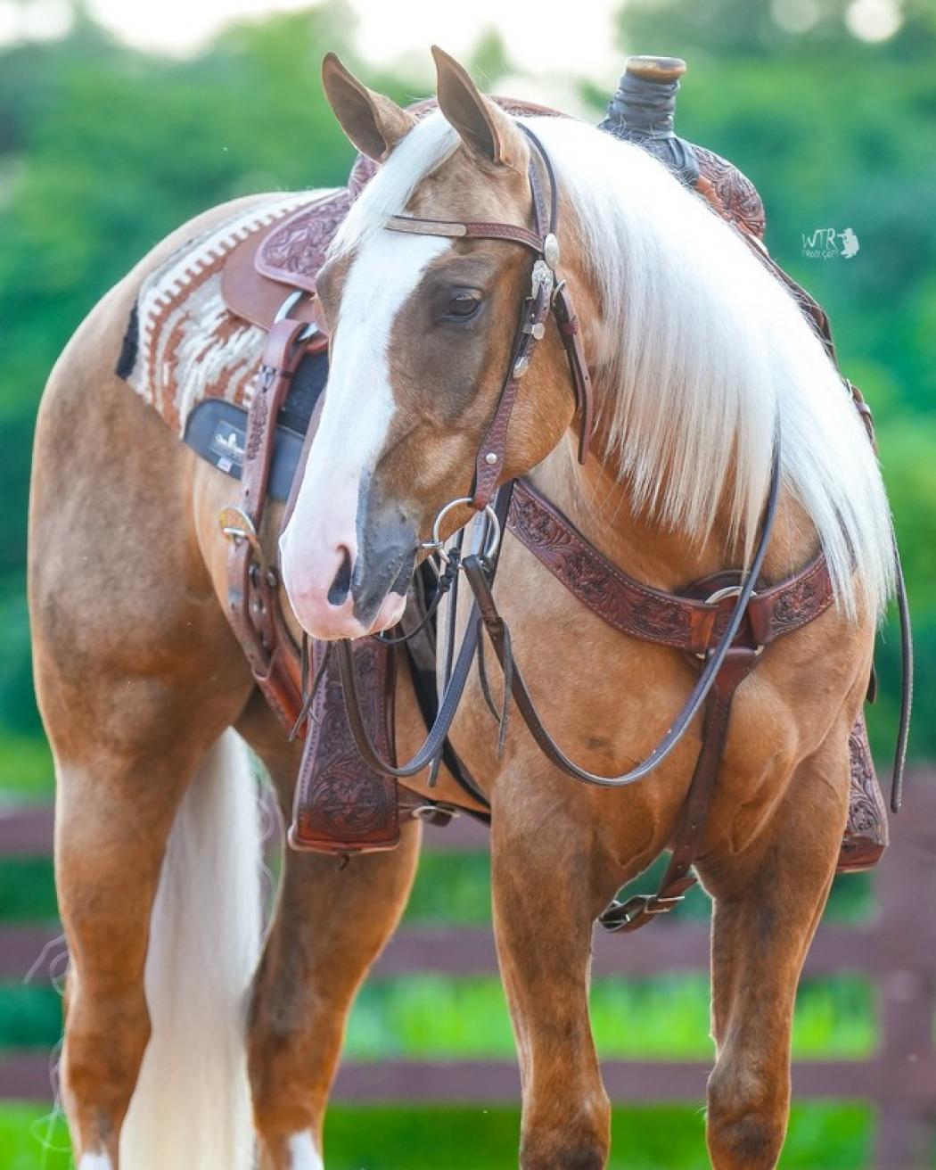 Criar leilões Online - Detalhes SR POWDER SMARTY BOY