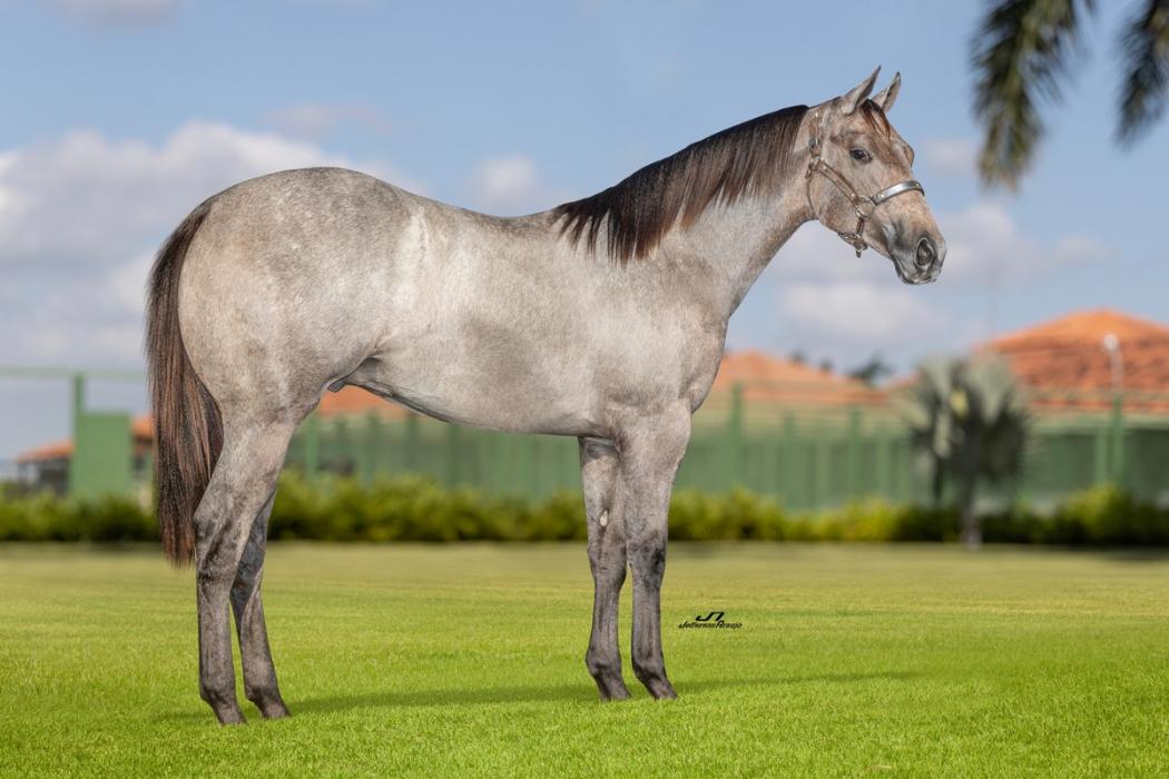 Criar leilões Online - Detalhes RCH Ell Fame