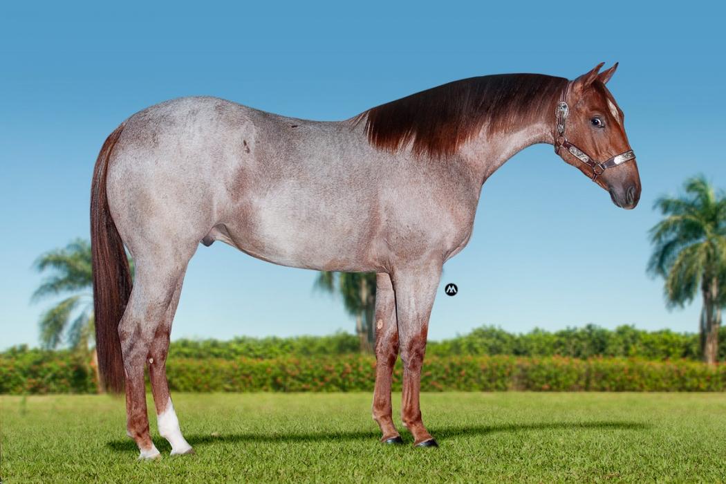 Criar leilões Online - Detalhes Hawk Tag Boonsmal