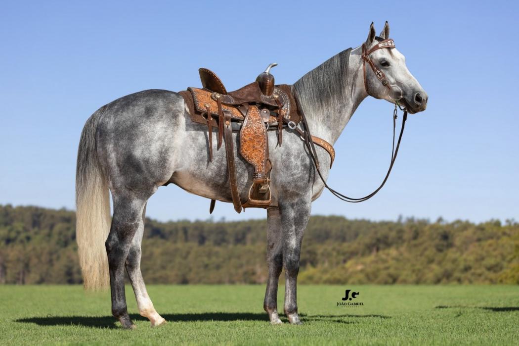 Criar leilões Online - Detalhes EF Born To Victory