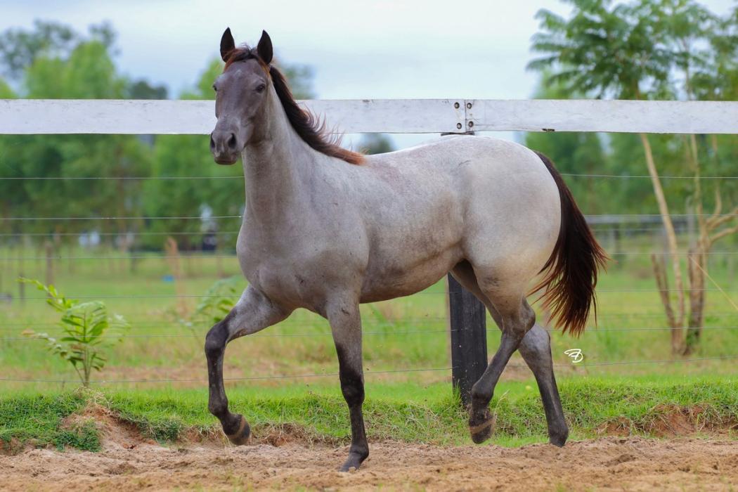 Criar leilões Online - Detalhes Malu Blue Boon