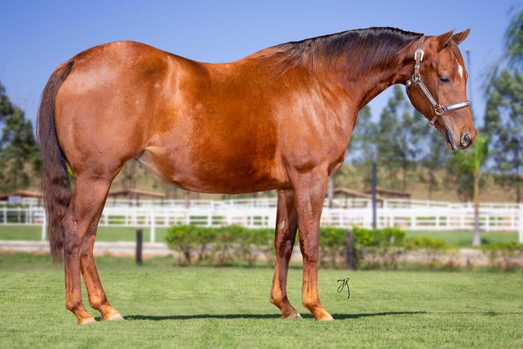 Criar leilões Online - Detalhes Little Rosita Blue