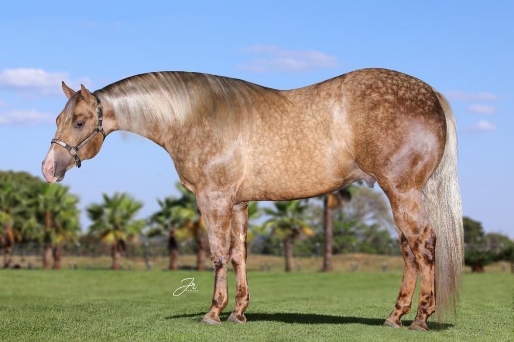 Criar leilões Online - Detalhes WIMPYSHINE