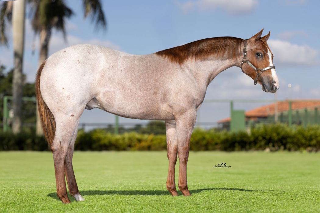 Criar leilões Online - Detalhes RCH Metal Spook