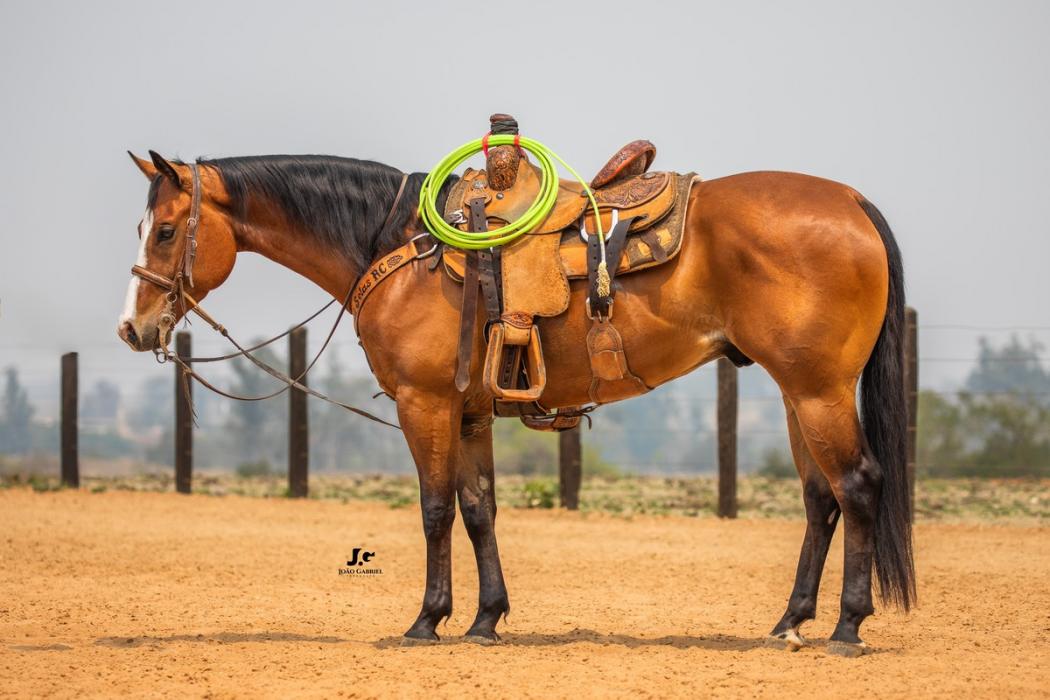 Criar leilões Online - Detalhes Dodge Gotta Gun CF30