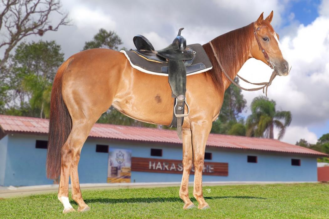 Criar leilões Online - Detalhes RCA Ann Victory