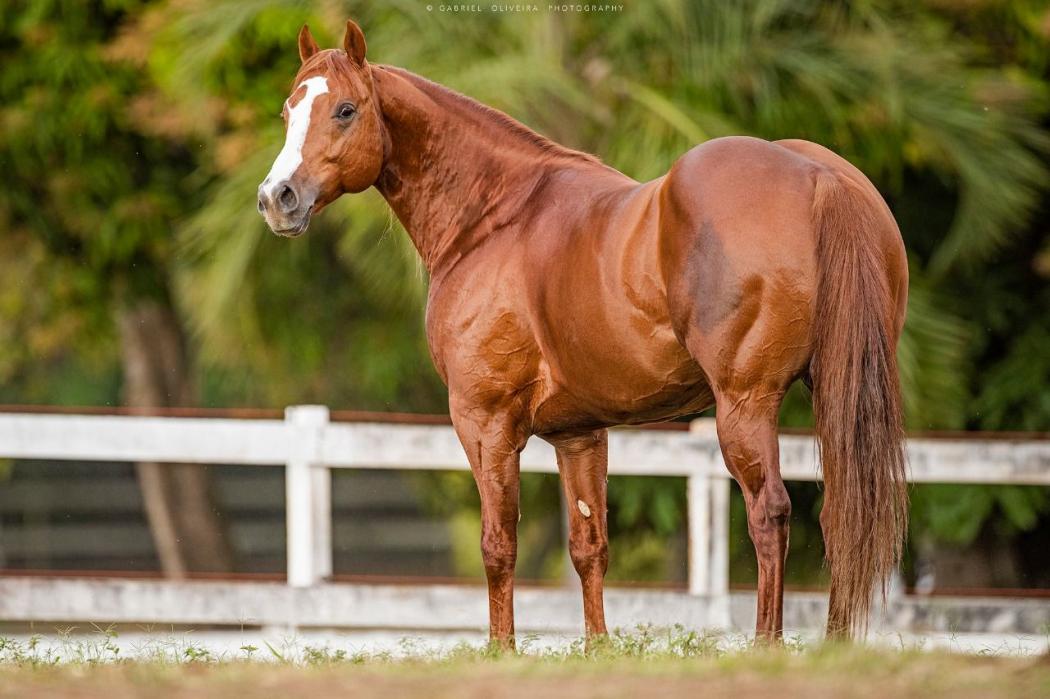 Criar leilões Online - Detalhes ST My Victory