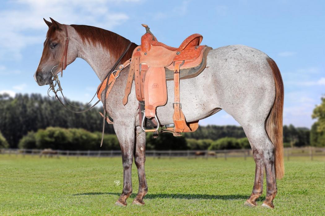 Criar leilões Online - Detalhes Printer Lights WT