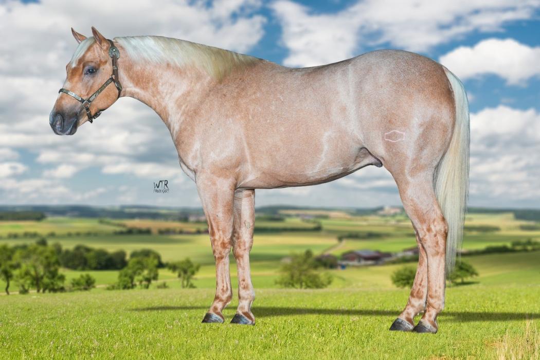 Criar leilões Online - Detalhes Scooter Boonsmal SWR