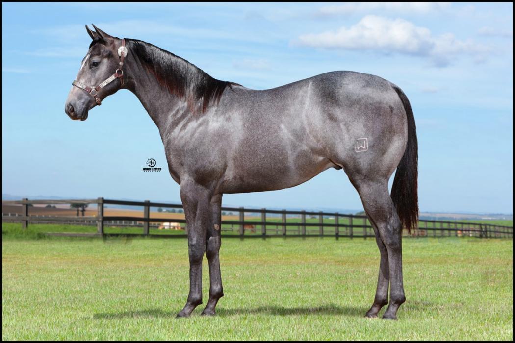 Criar leilões Online - Detalhes Balboa Dash Fly HWJ