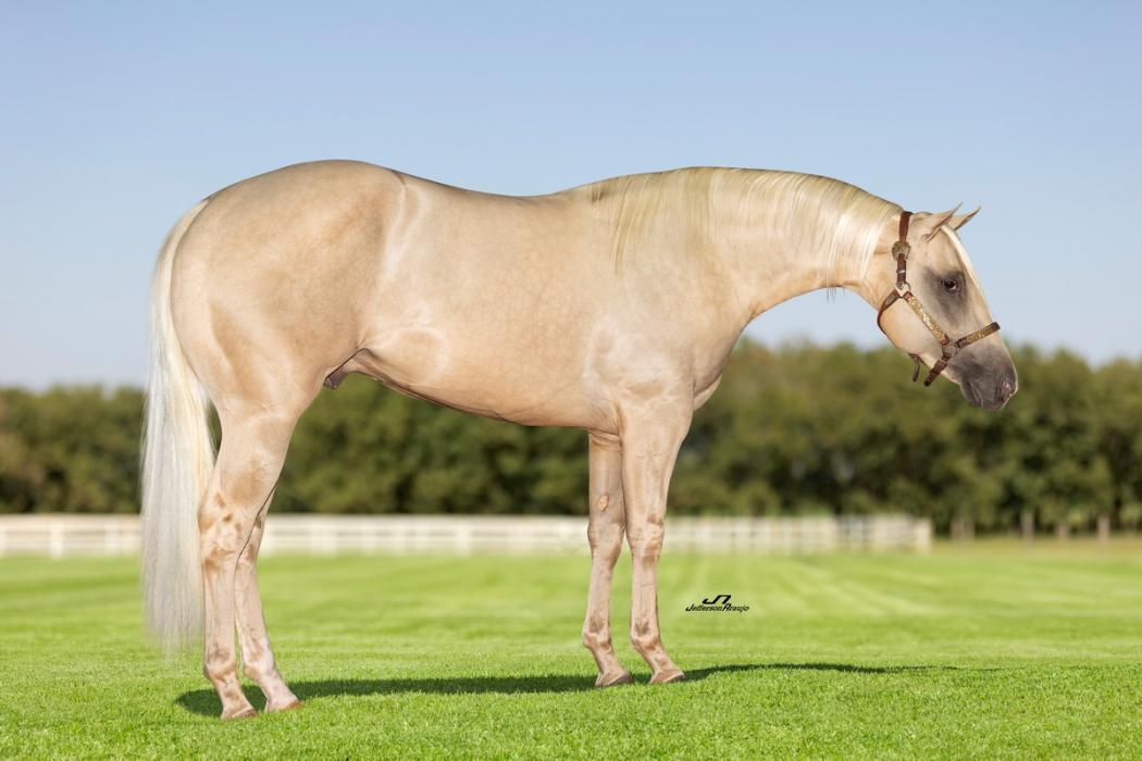 Criar leilões Online - Detalhes Baron Little Step 4M