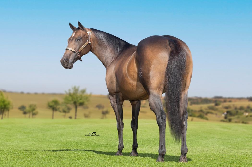 Criar leilões Online - Detalhes Innicta Fly Jay OFV