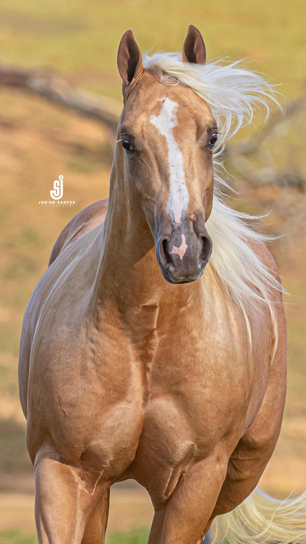 Criar leilões Online - Detalhes Gold Lena Chex FV