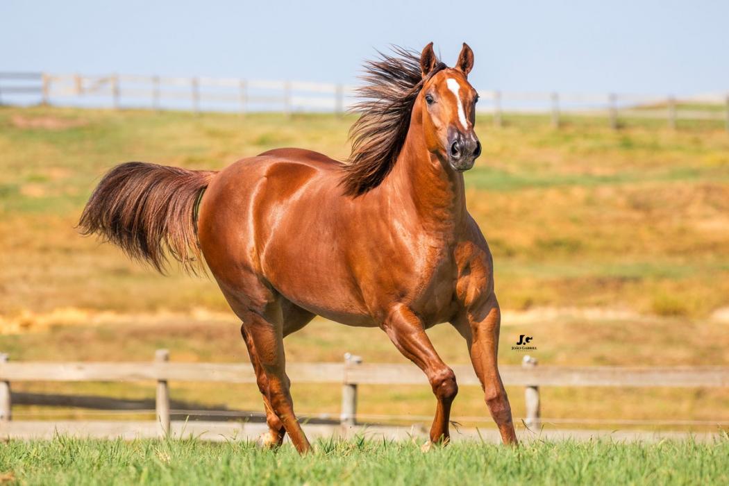 Criar leilões Online - Detalhes Ivy Victory 3DM