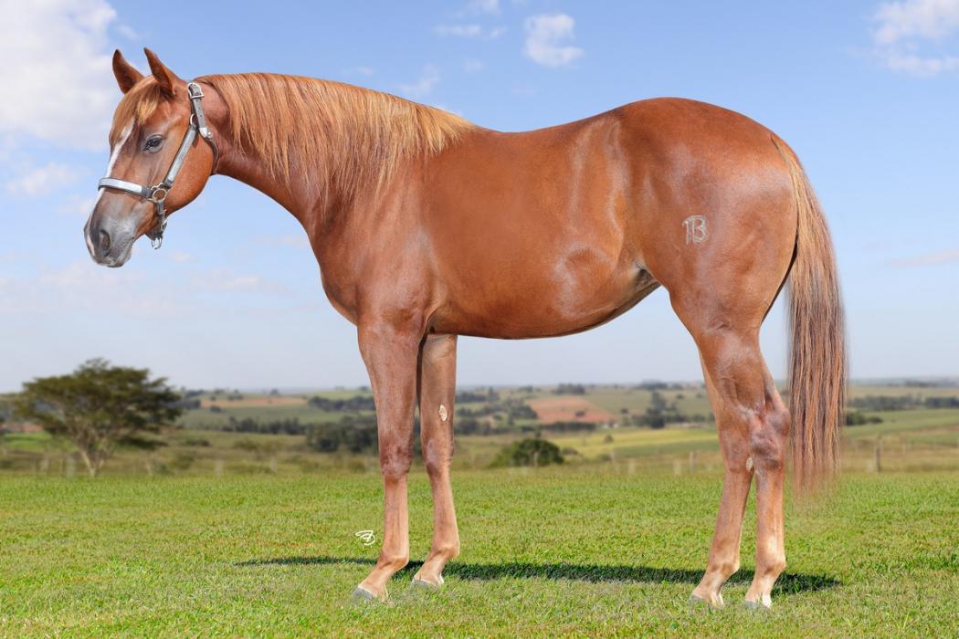 Criar leilões Online - Detalhes MISS FILLY STEP
