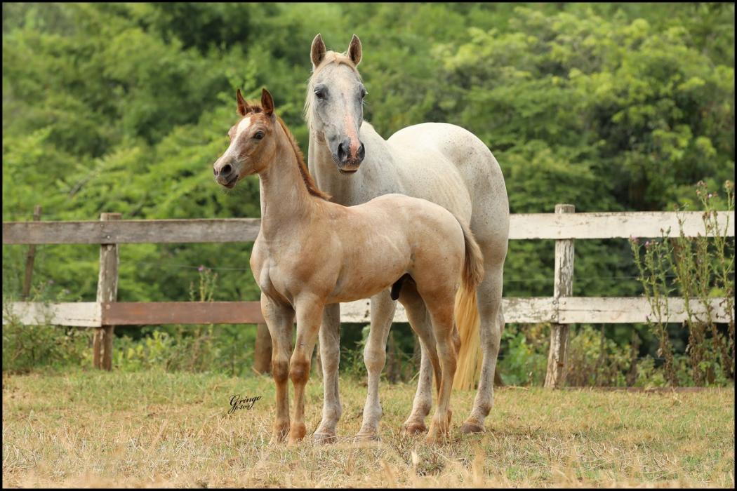 Criar leilões Online - Detalhes Lady's Bodee