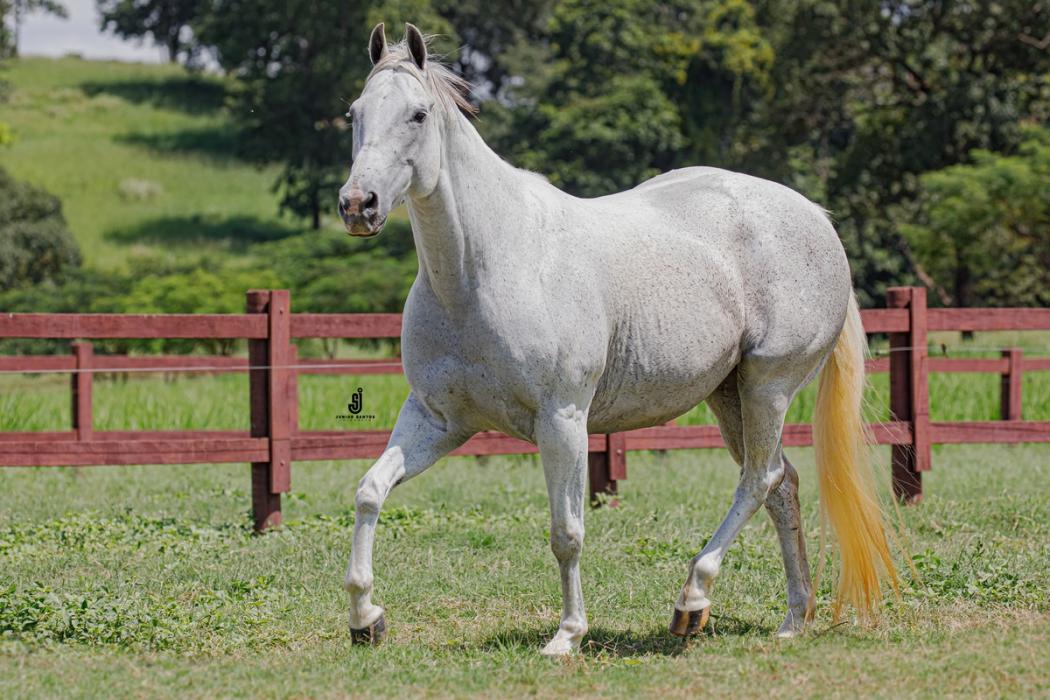 Criar leilões Online - Detalhes ZUNA SHAKE FLY SZ