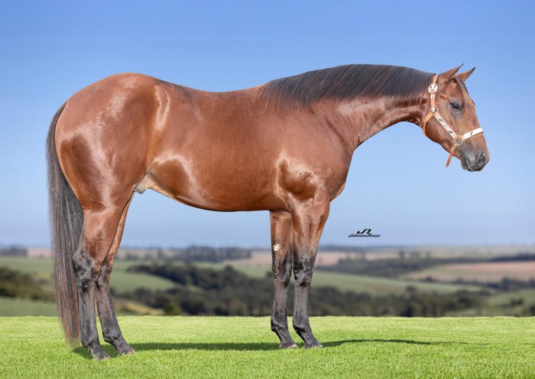 Criar leilões Online - Detalhes Wooden Cactus LAA