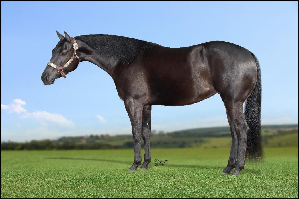 Criar leilões Online - Detalhes BELLA CAT HANCOCK