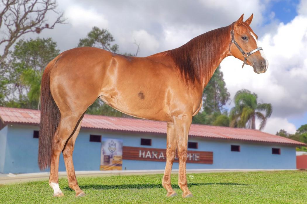 Criar leilões Online - Detalhes RCA Ann Victory