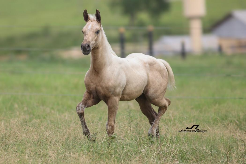 Criar leilões Online - Detalhes GUN SHOW STEP