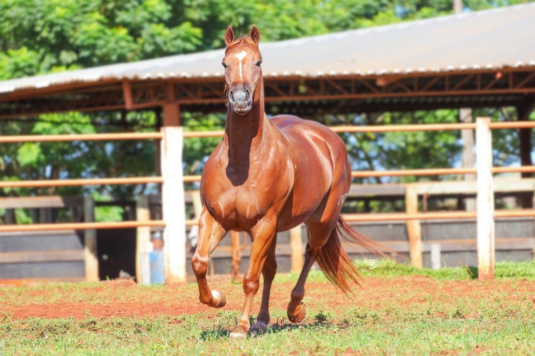 Criar leilões Online - Detalhes PACE LETTERS UNIFIL