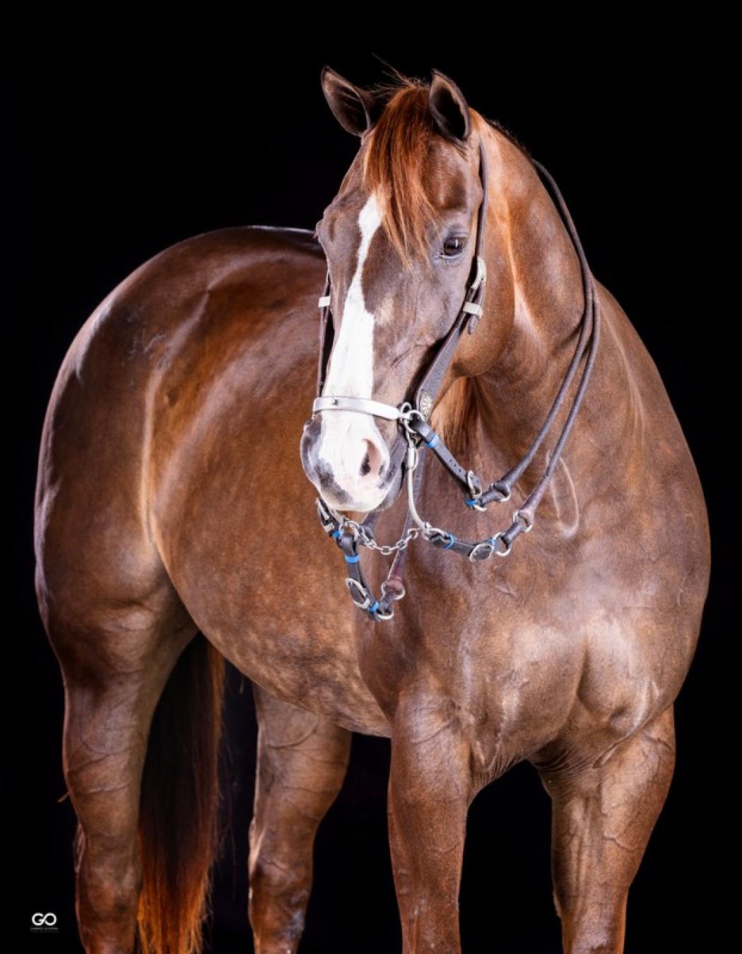 Criar leilões Online - Detalhes LOVE BELA FILLY