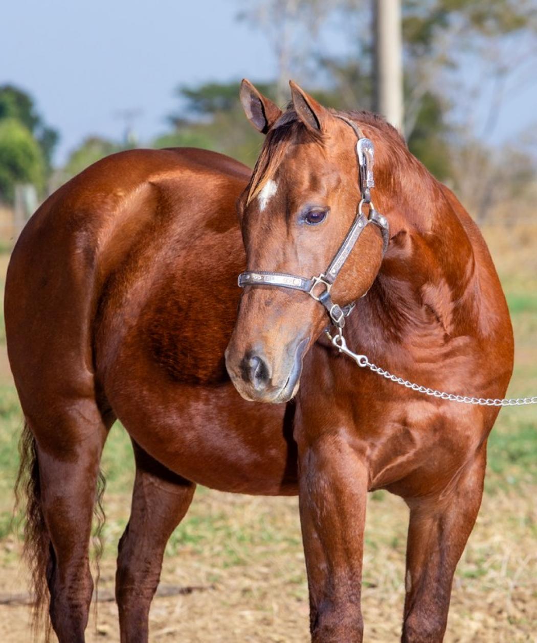 Criar leilões Online - Detalhes Little Rosita Blue